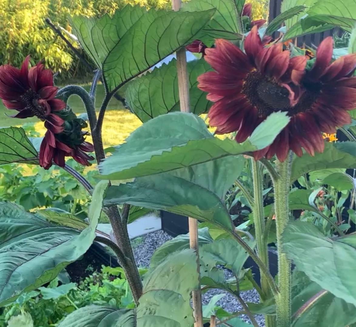 Oh!Garden - Solros Pro Cut Red