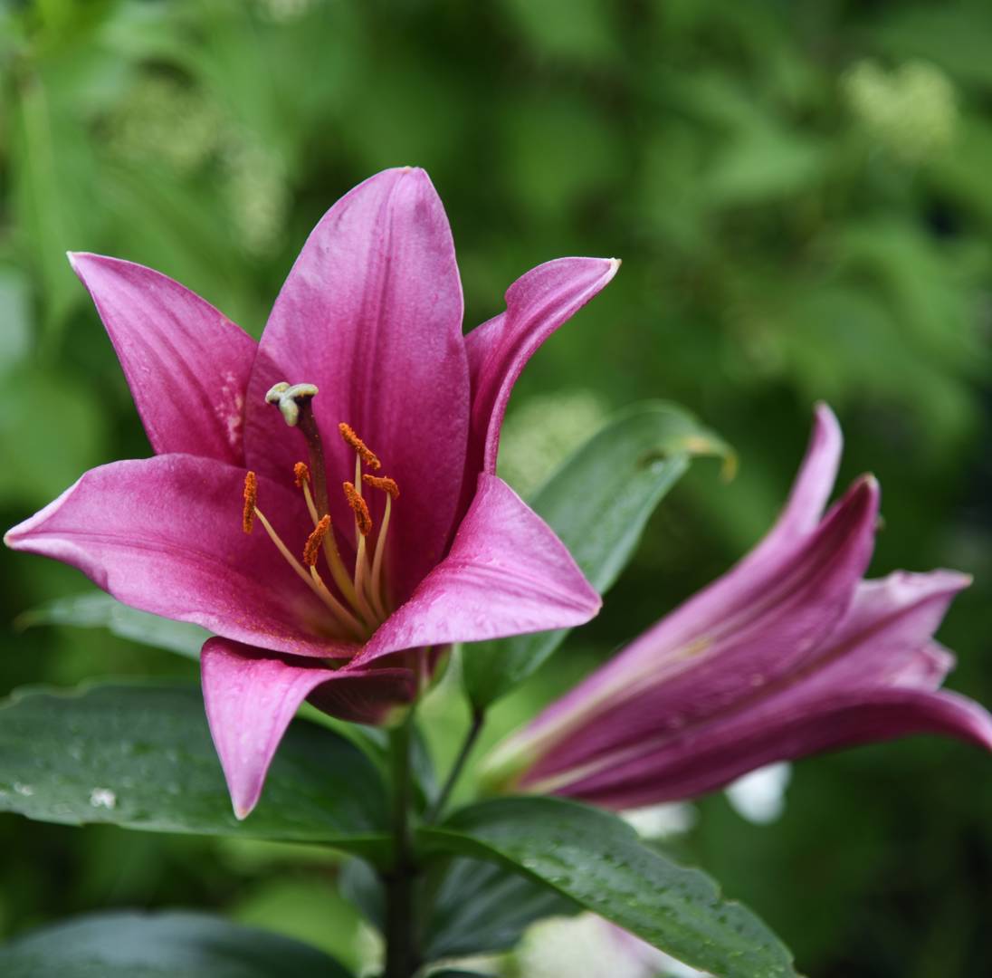 Oh!Garden - Trädlilja Purple Prince