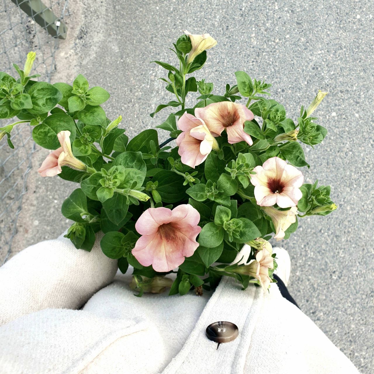 Oh!Garden - Petunia Mango Punch