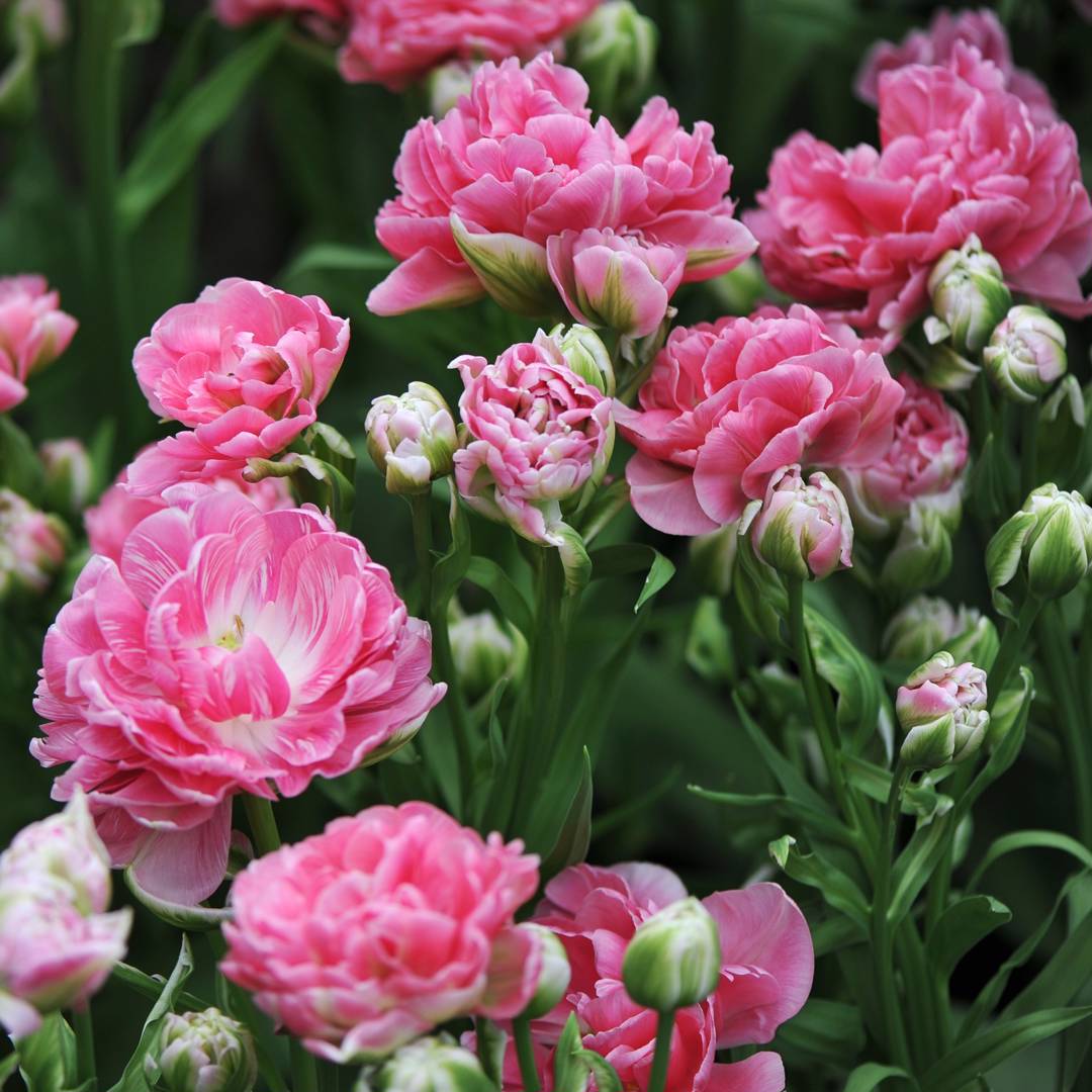 Oh!Garden - Tulpan Anne Fleur