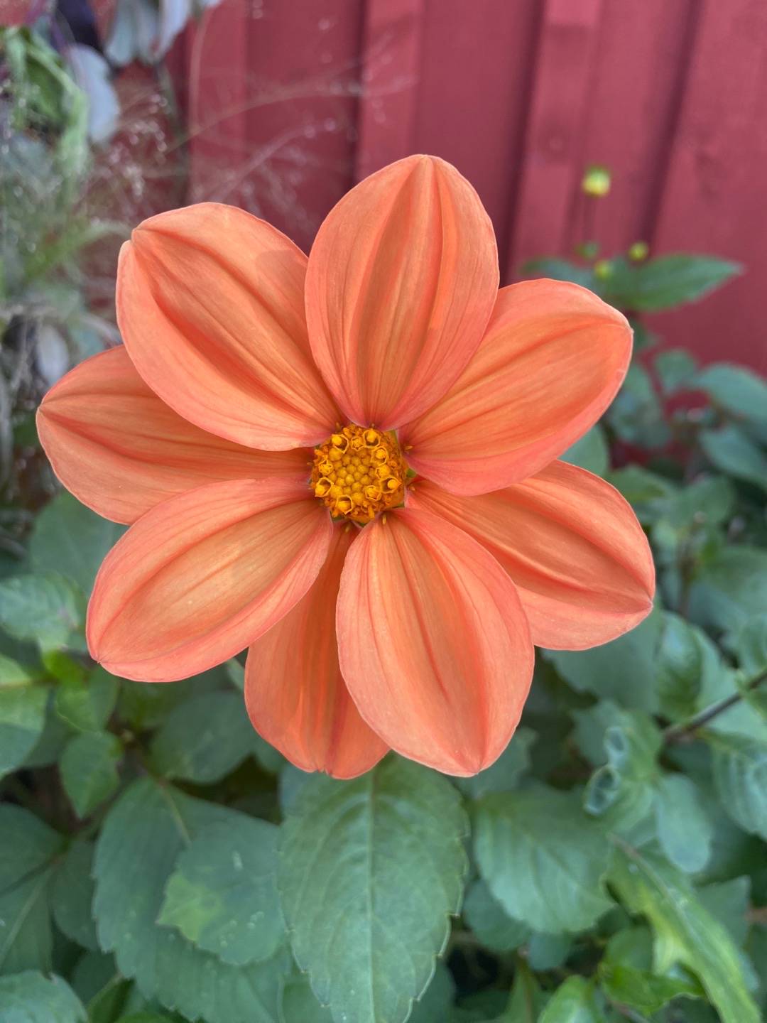 Oh!Garden - Dahlia G.F Hemerik