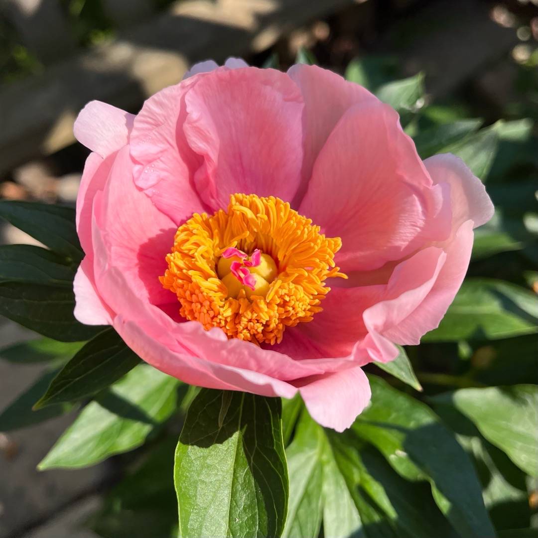 Oh!Garden - Pion Soft Salmon Saucer
