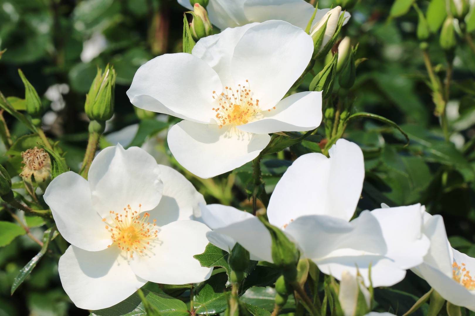 Oh!Garden - Ros Escimo