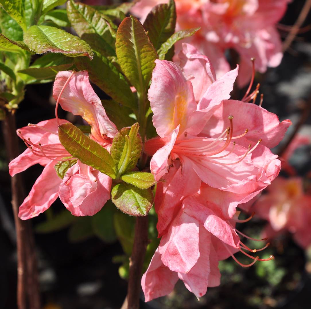 Oh!Garden - Trädgårdsazalea Cecile