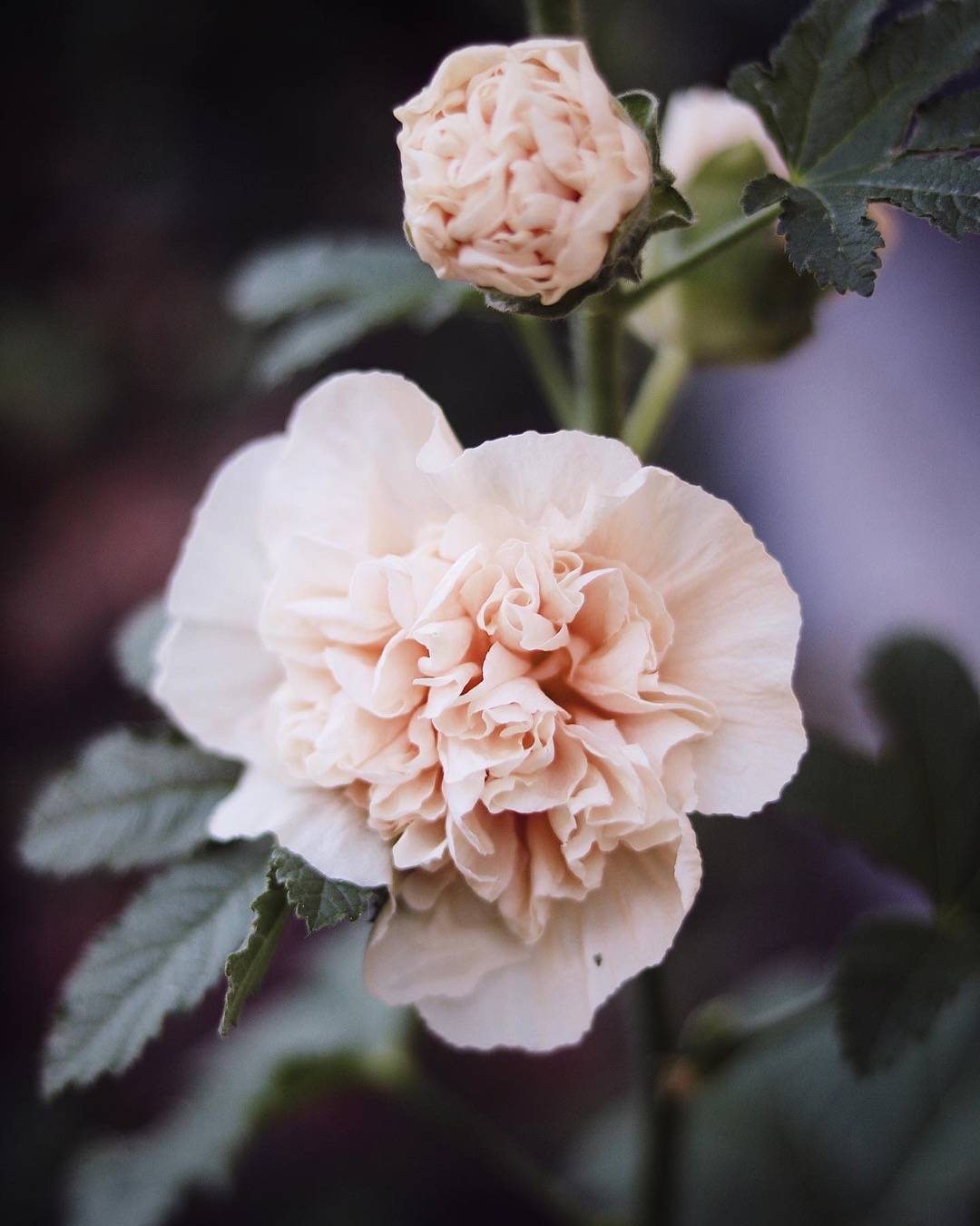 Oh!Garden - Stockros Majorette Double Champagne