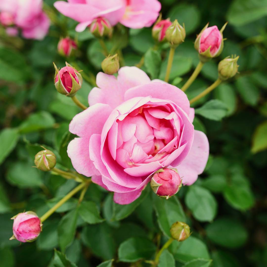 Oh!Garden - Ros Royal Jubilee