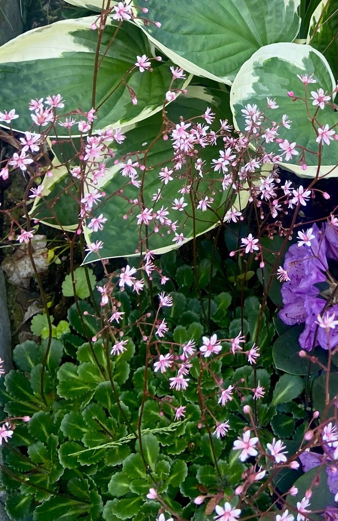 Oh!Garden - Skuggbräcka Clarence Elliott