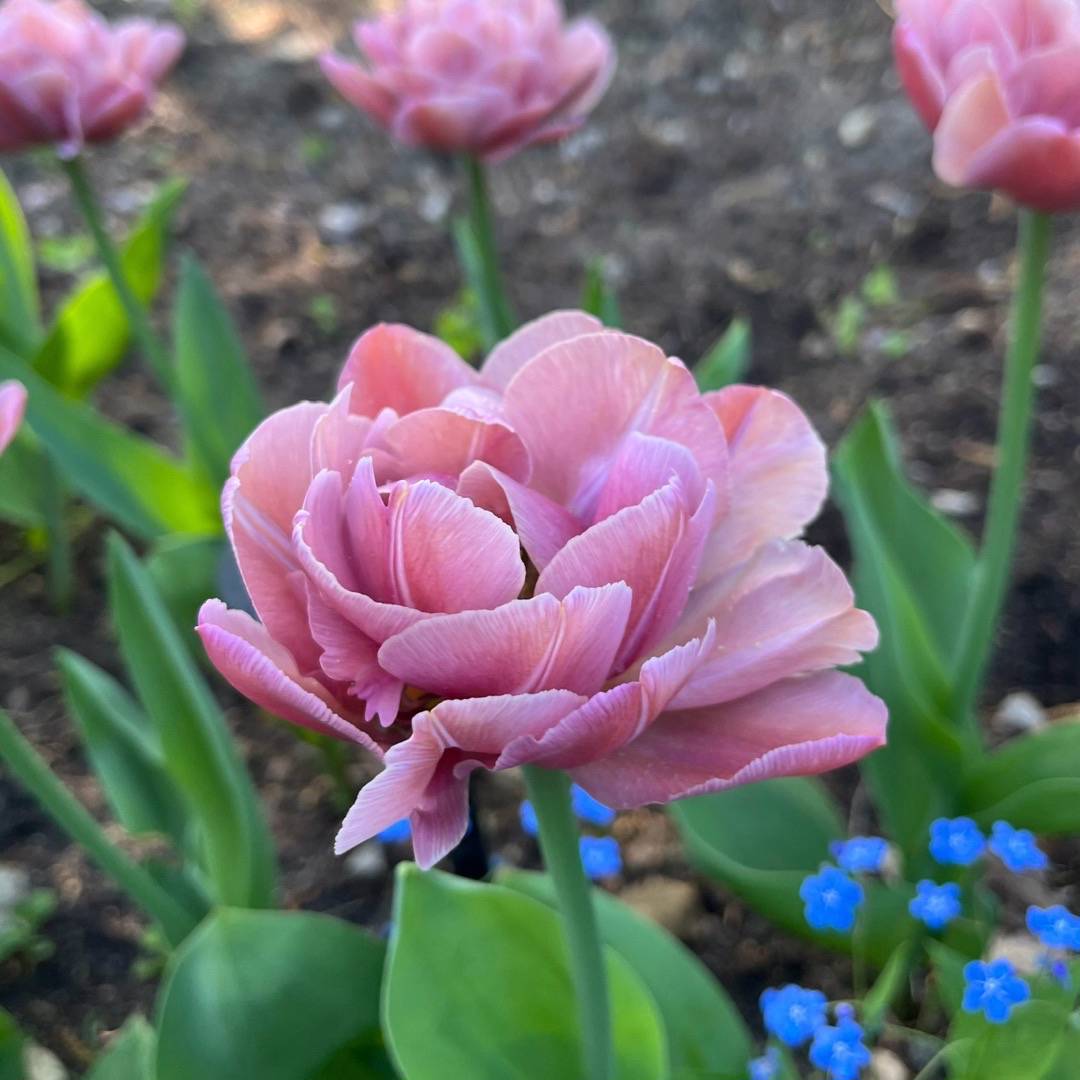 Oh!Garden - Tulpan Beach Berry
