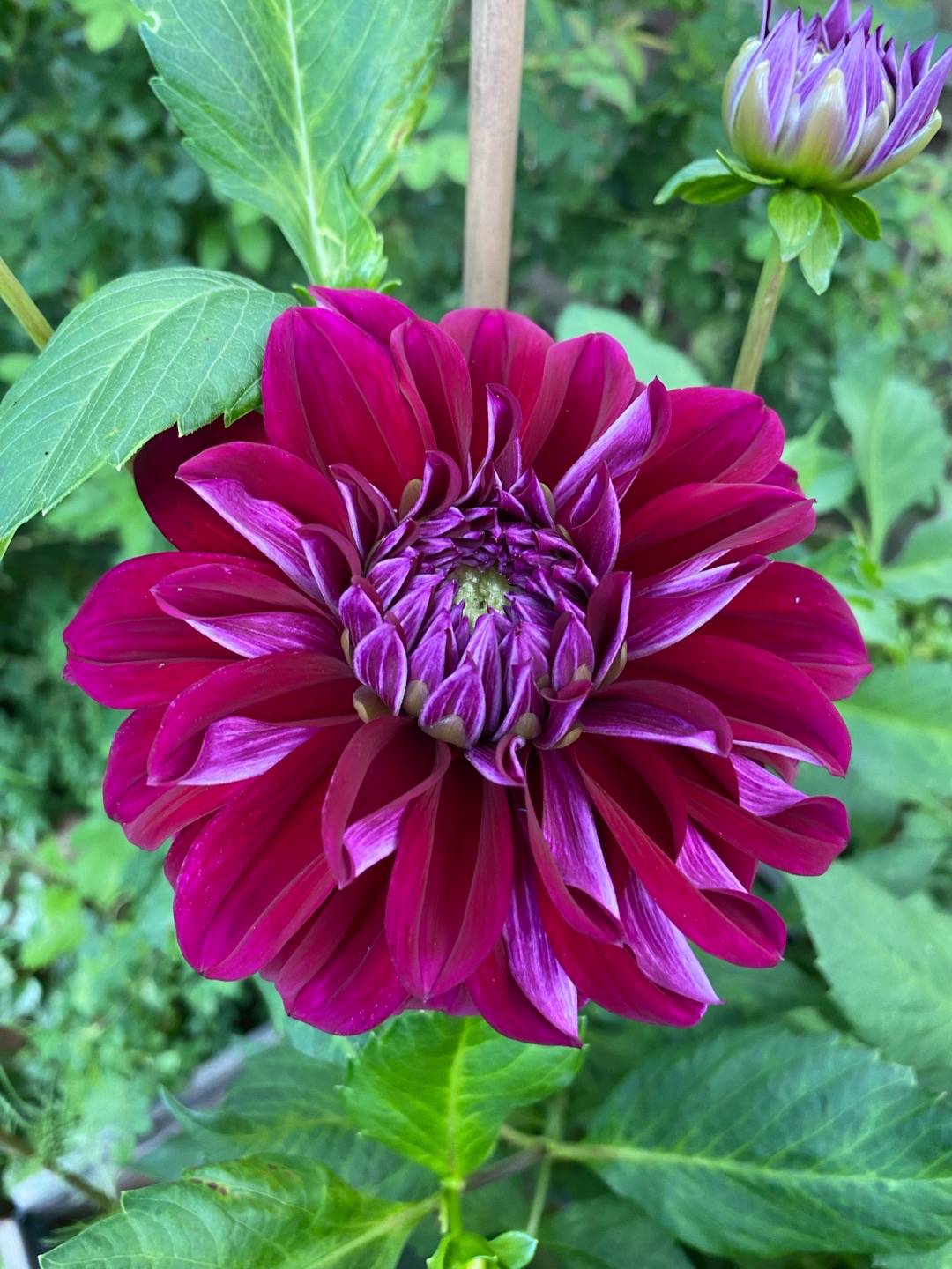 Oh!Garden - Dahlia Diva US