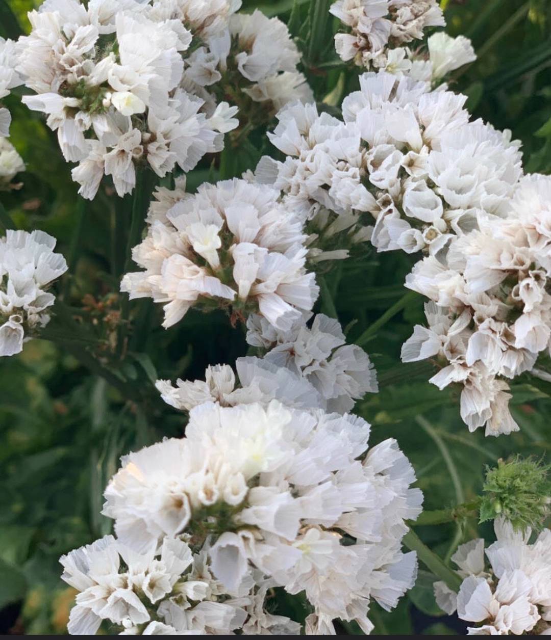 Oh!Garden - Risp Vit