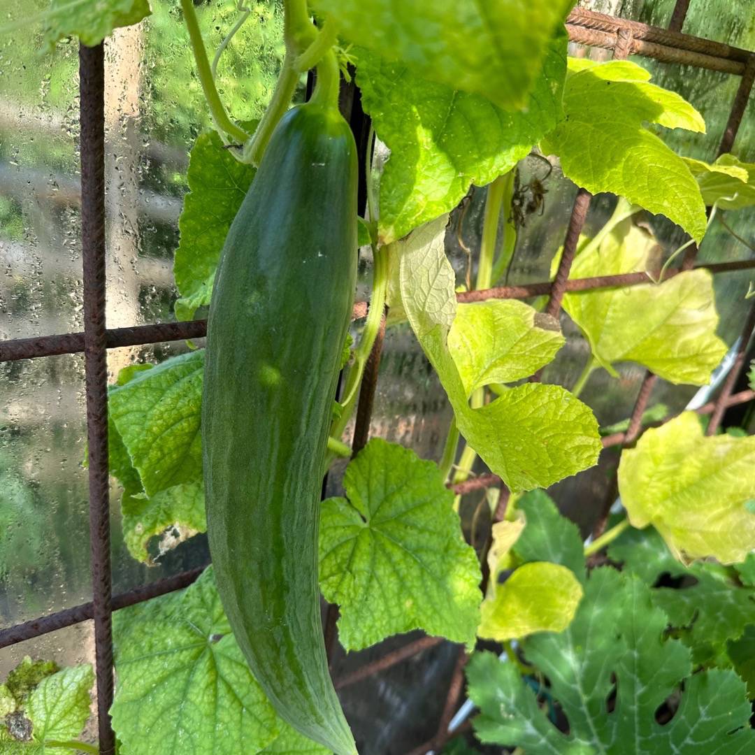 Oh!Garden - Växthusgurka Cordoba F1