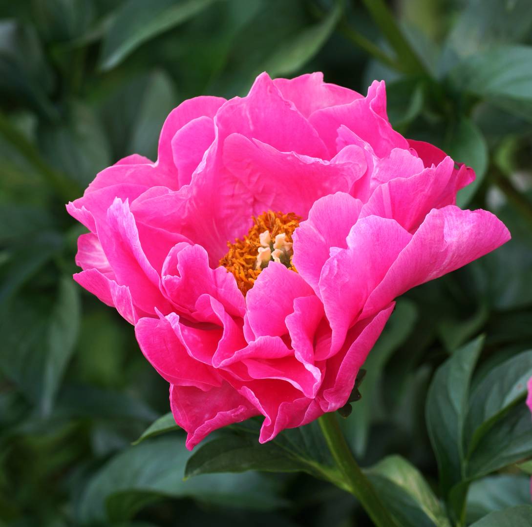 Oh!Garden - Pion Paula Fay