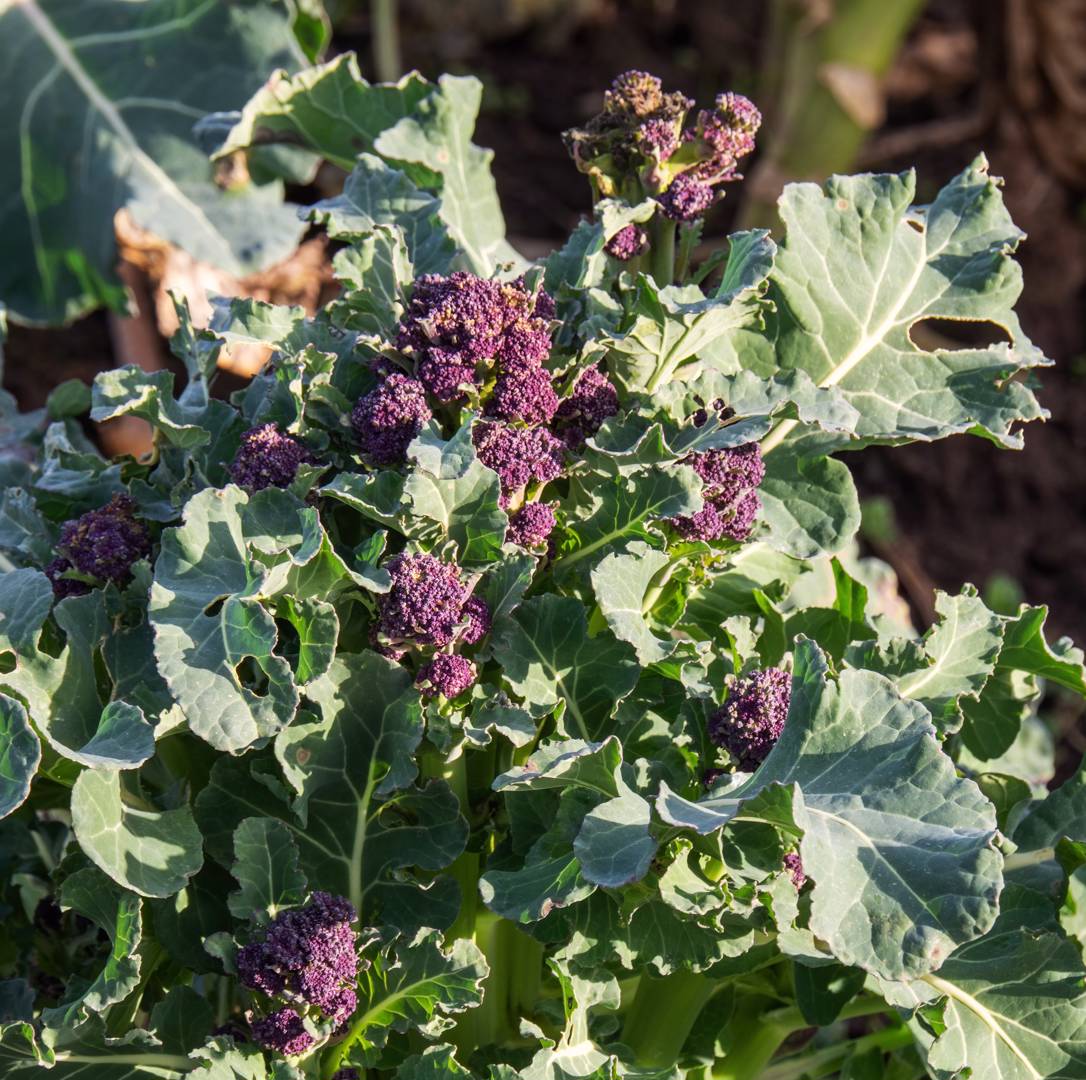 Oh!Garden - Broccoli Early Purple Sprouting