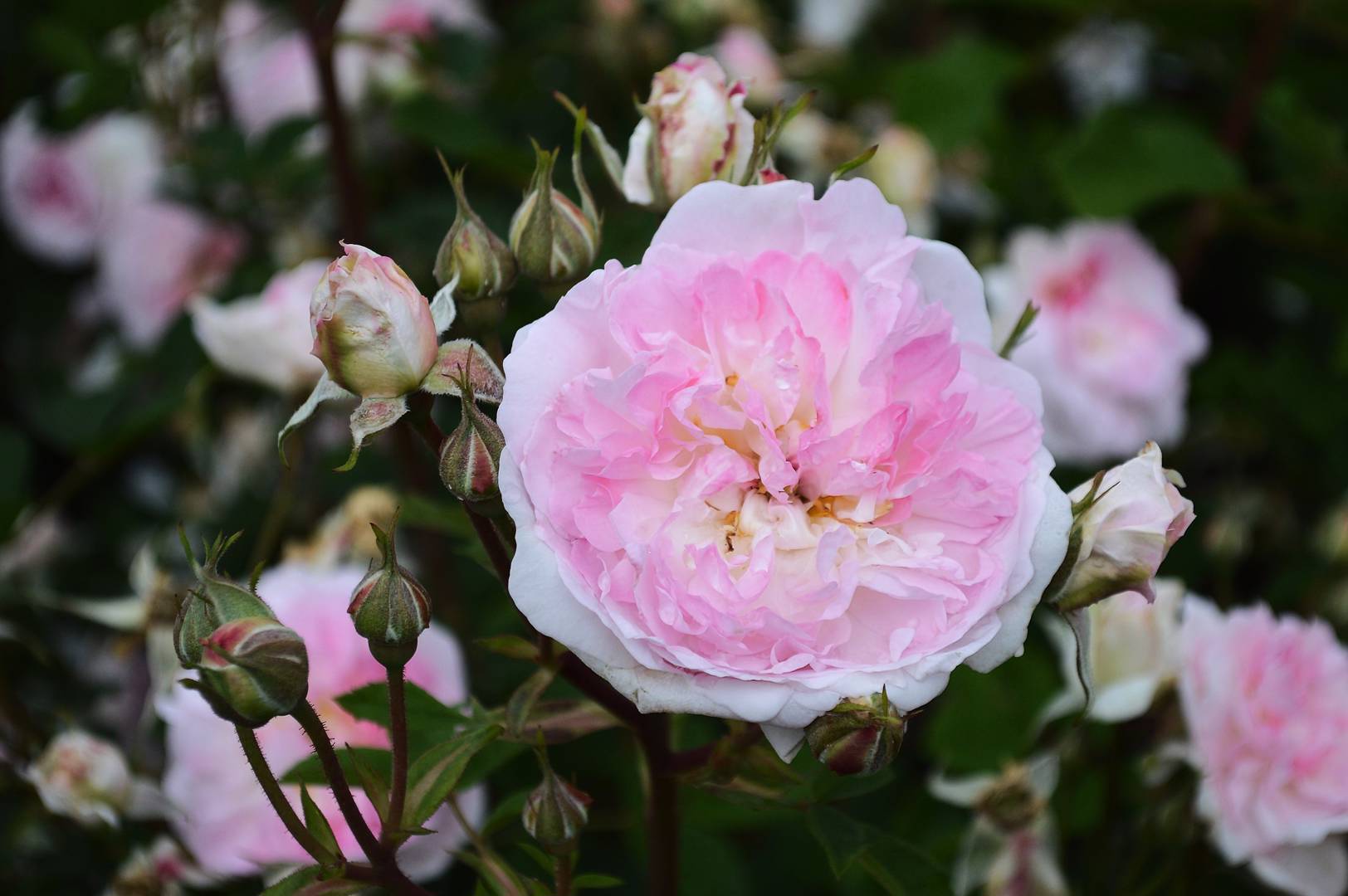 Oh!Garden - Ros Rosemoore