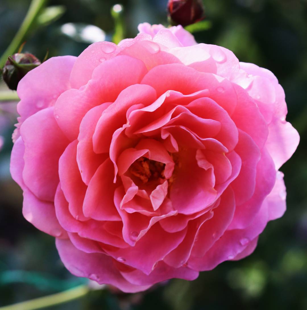 Oh!Garden - Ros Amelia Renaissance