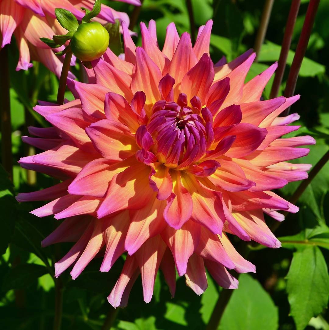 Oh!Garden - Dahlia Dagla 80