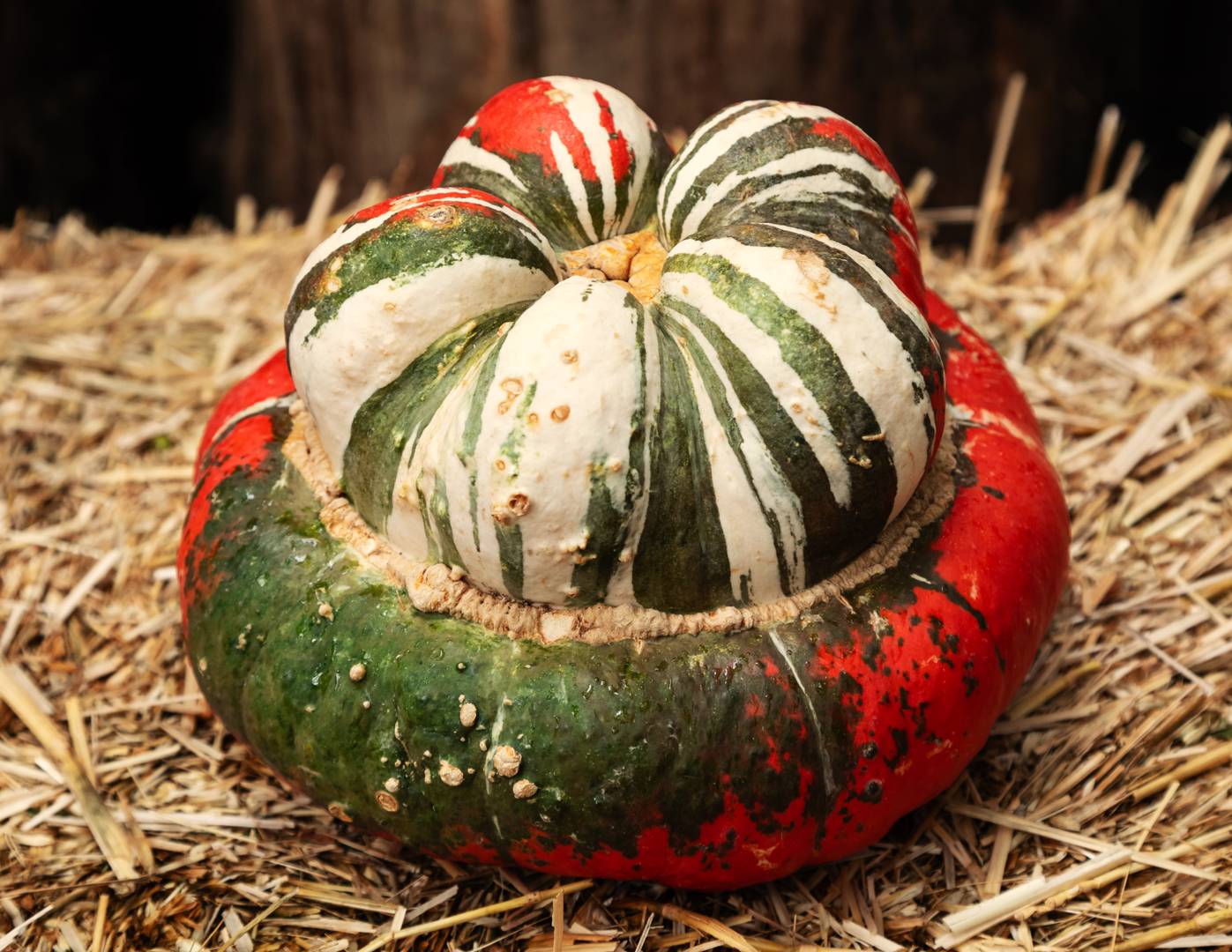 Oh!Garden - Turbanpumpa Turks Turban