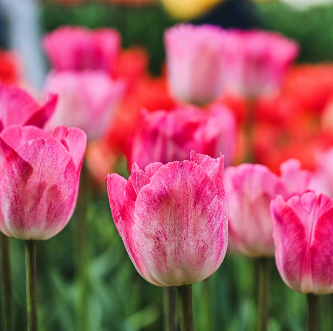 Oh!Garden - Tulpan Ganders Rhapsody