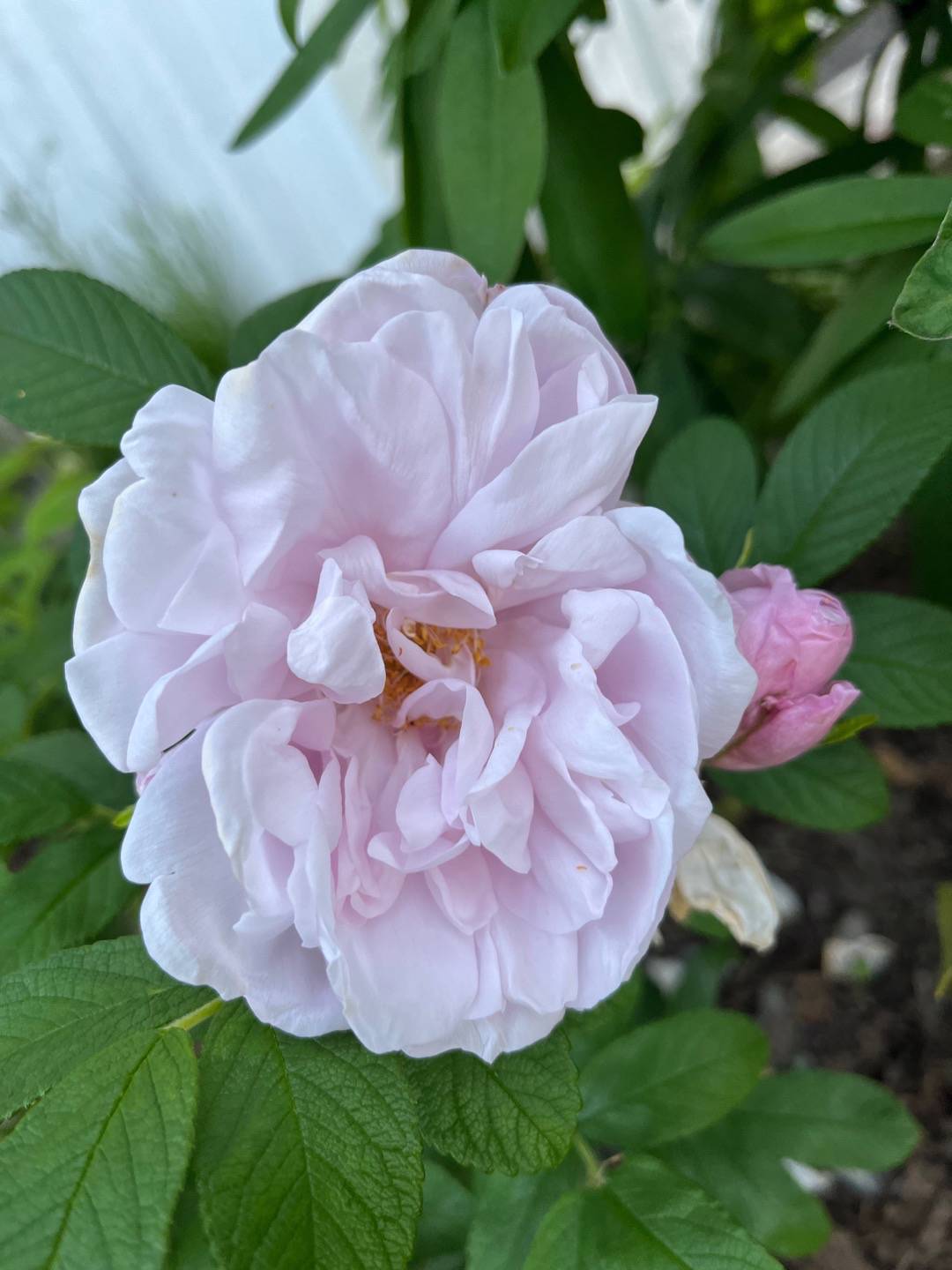 Oh!Garden - Ros Schneekoppe