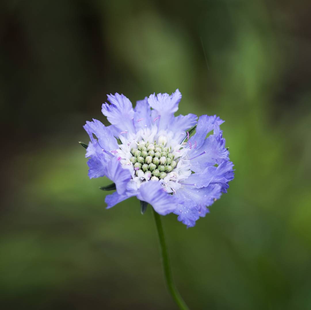 Oh!Garden - Höstvädd Perfecta