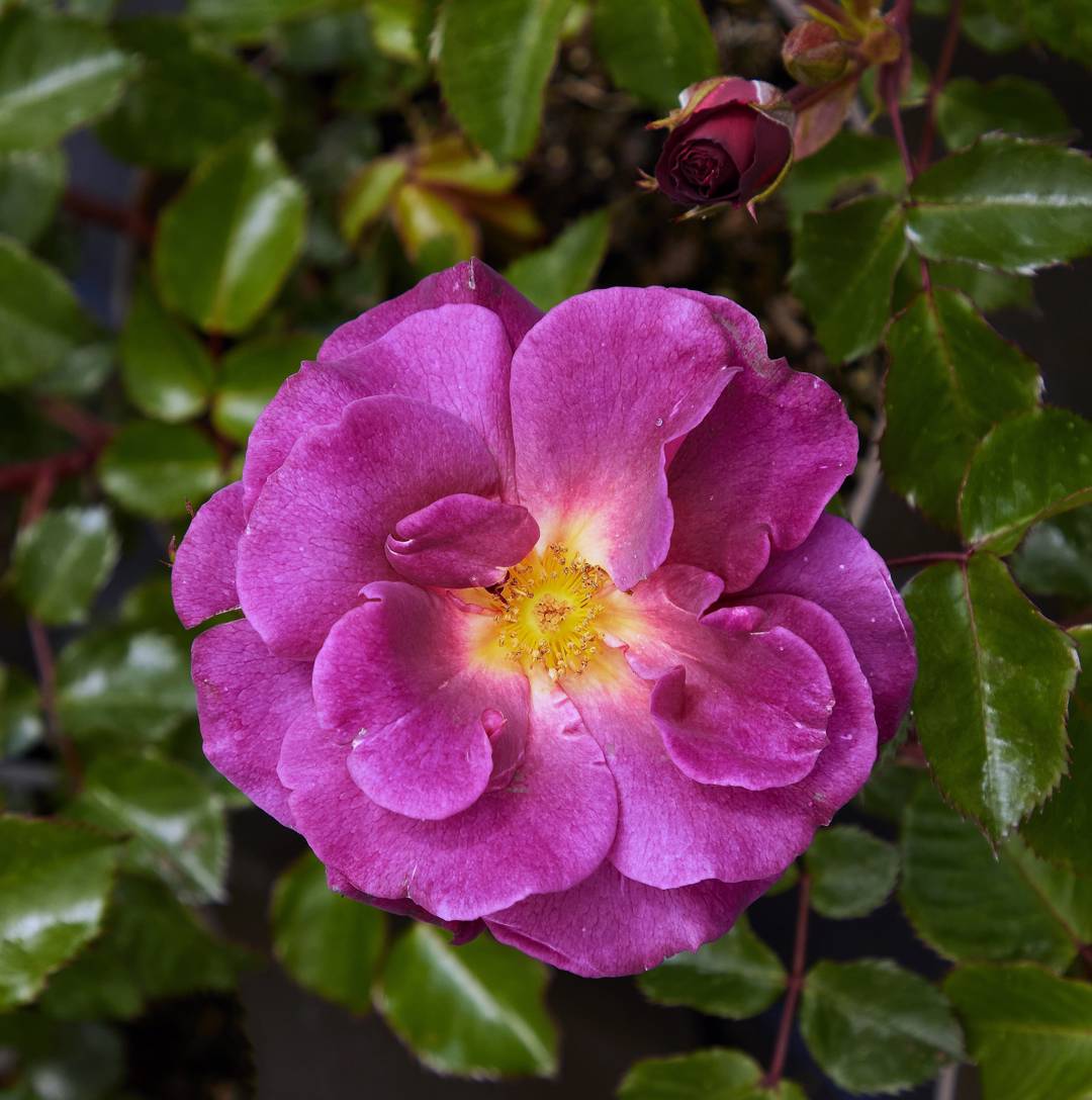 Oh!Garden - Ros Wild Rover