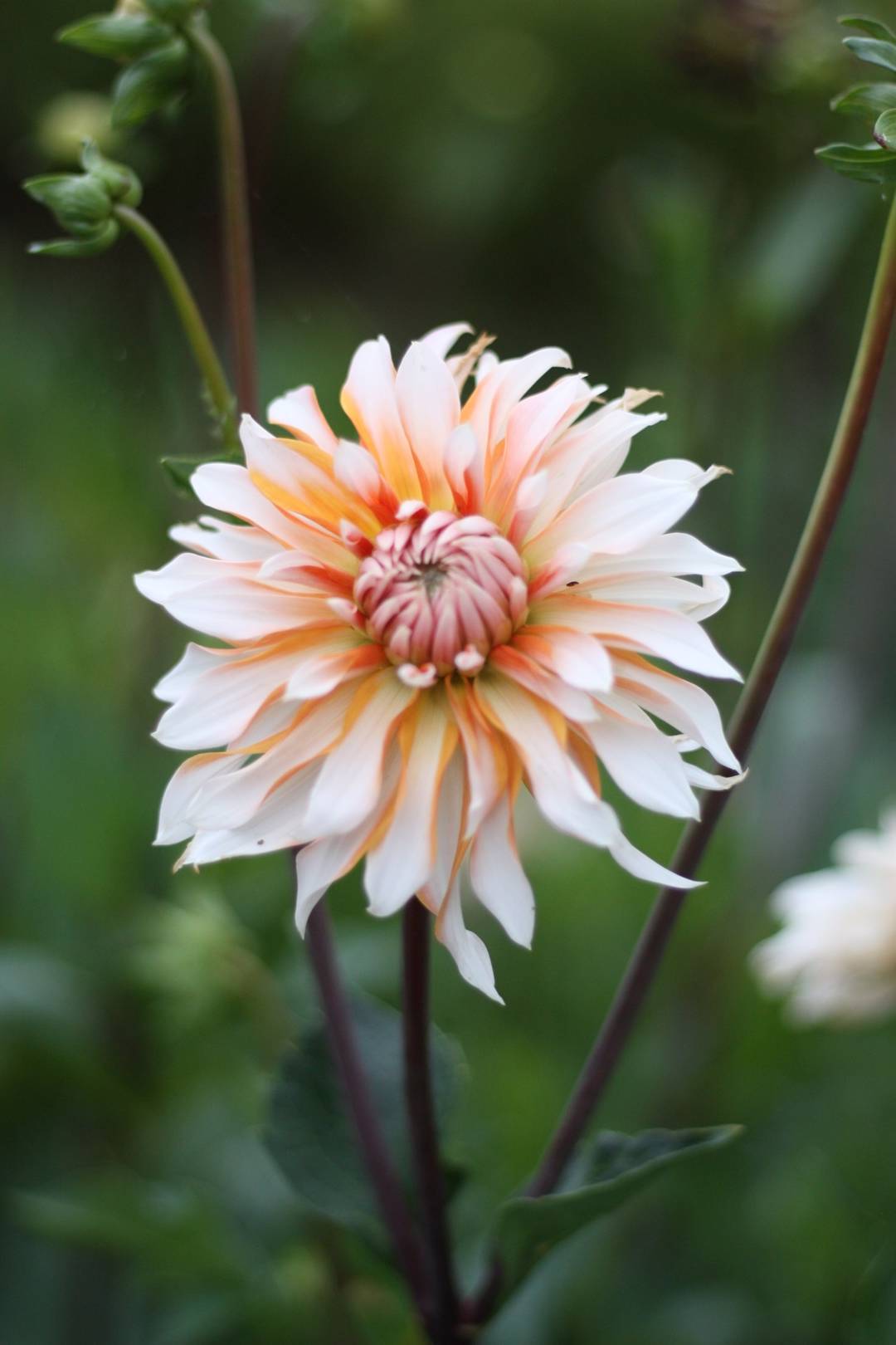 Oh!Garden - Dahlia Apelsini Sniega