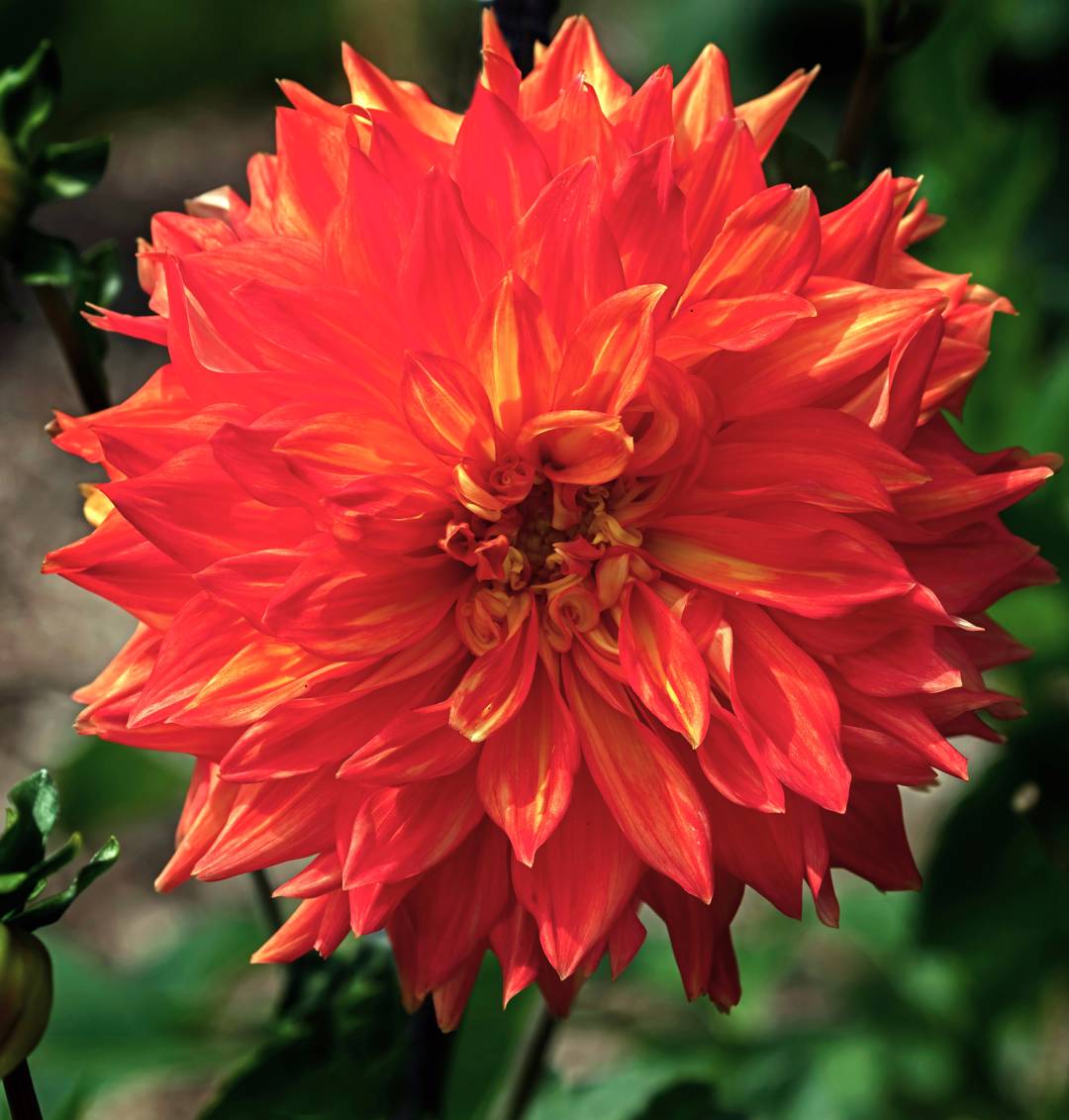 Oh!Garden - Dahlia Neon Splendour