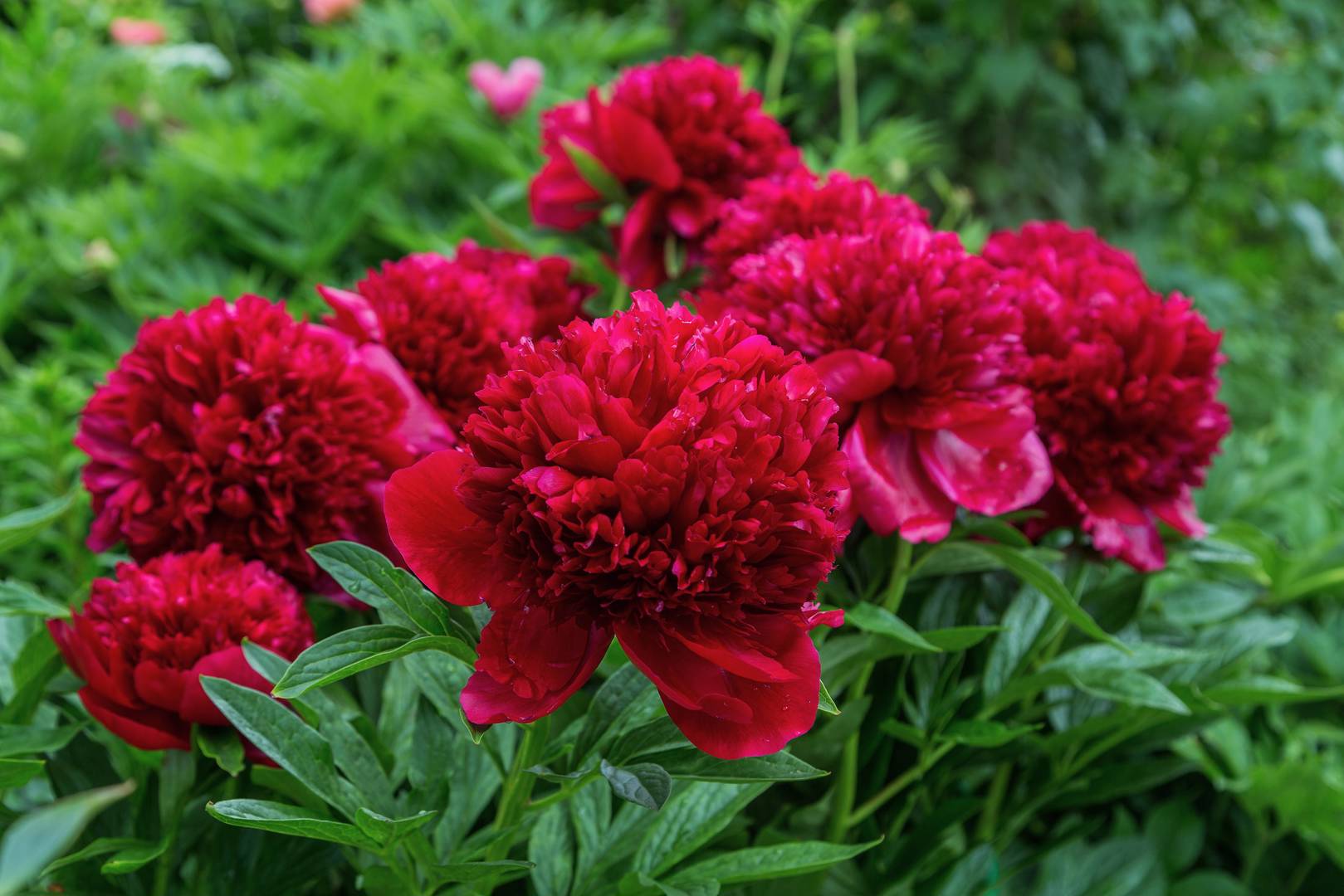Oh!Garden - Pion Red Charm
