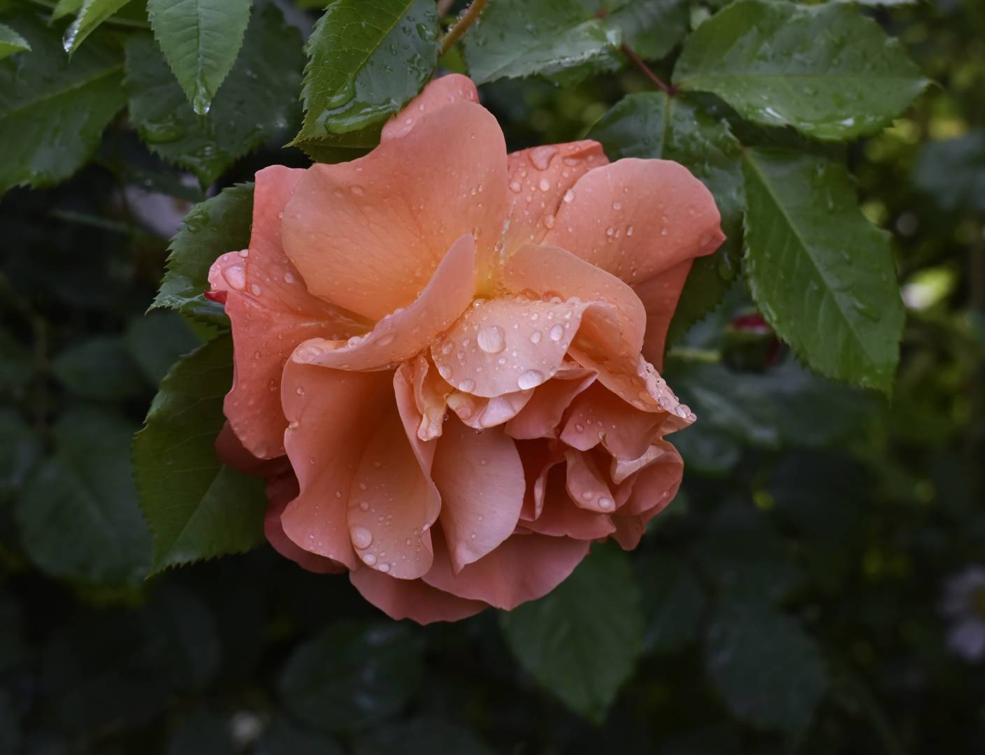 Oh!Garden - Ros Ali Baba