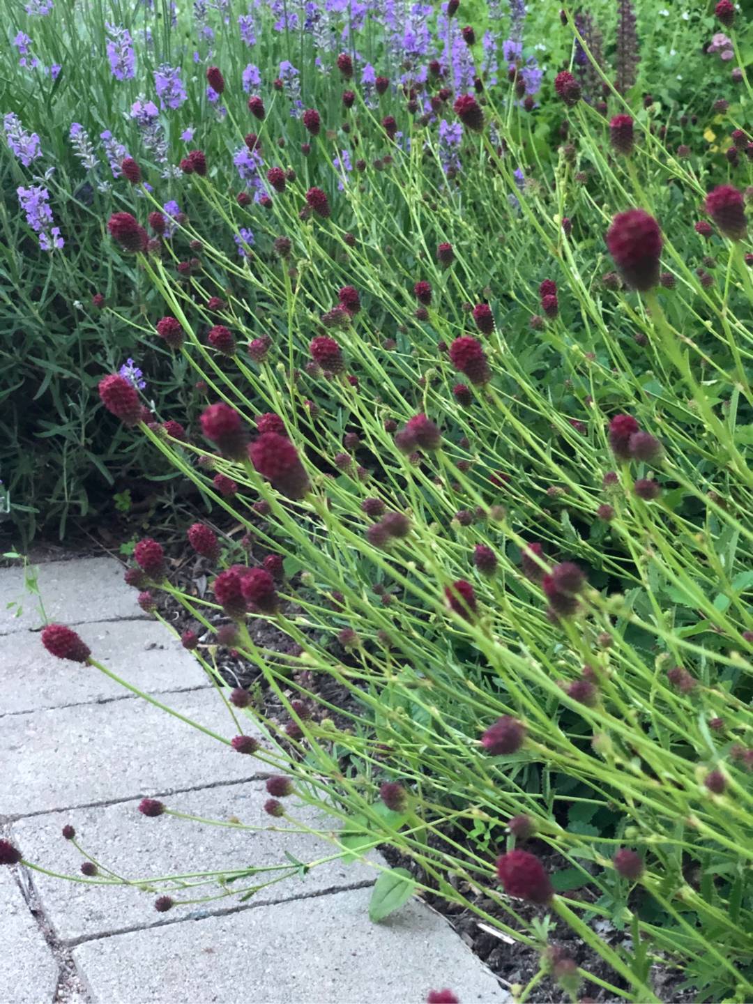 Oh!Garden - Blodtopp Tanna