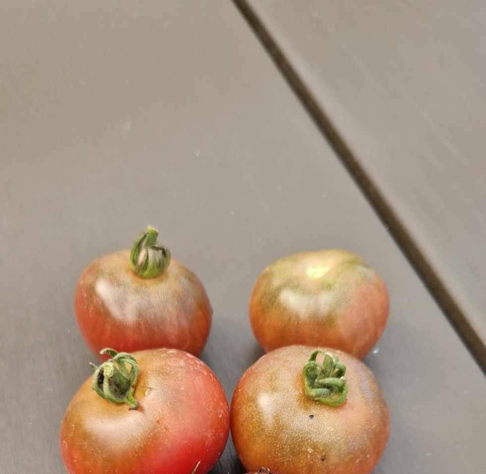 Oh!Garden - Tomat Karma Purple Multiflora