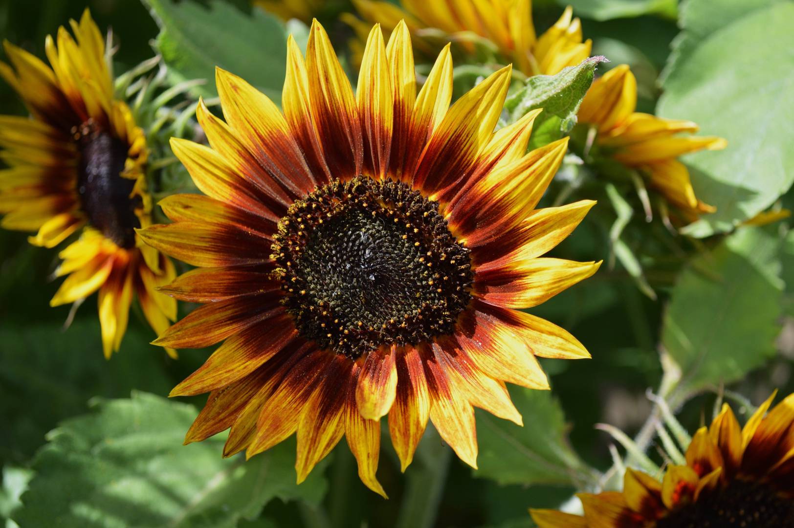 Oh!Garden - Solros Ring of Fire