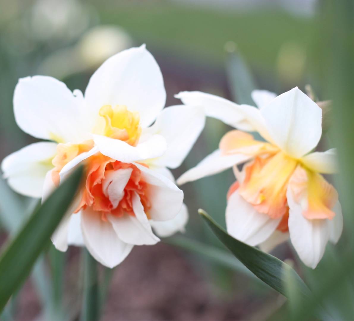 Oh!Garden - Narciss Pink Paradise