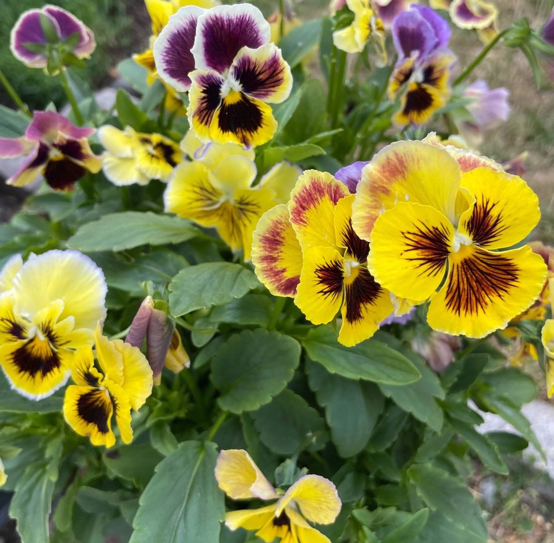 Oh!Garden - Pensé Rococo Ruffles