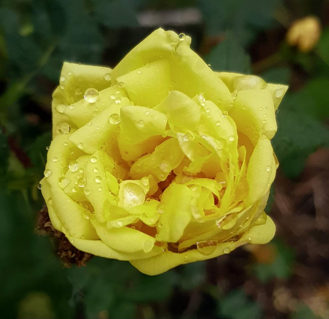 Oh!Garden - Ros Williams Double Yellow