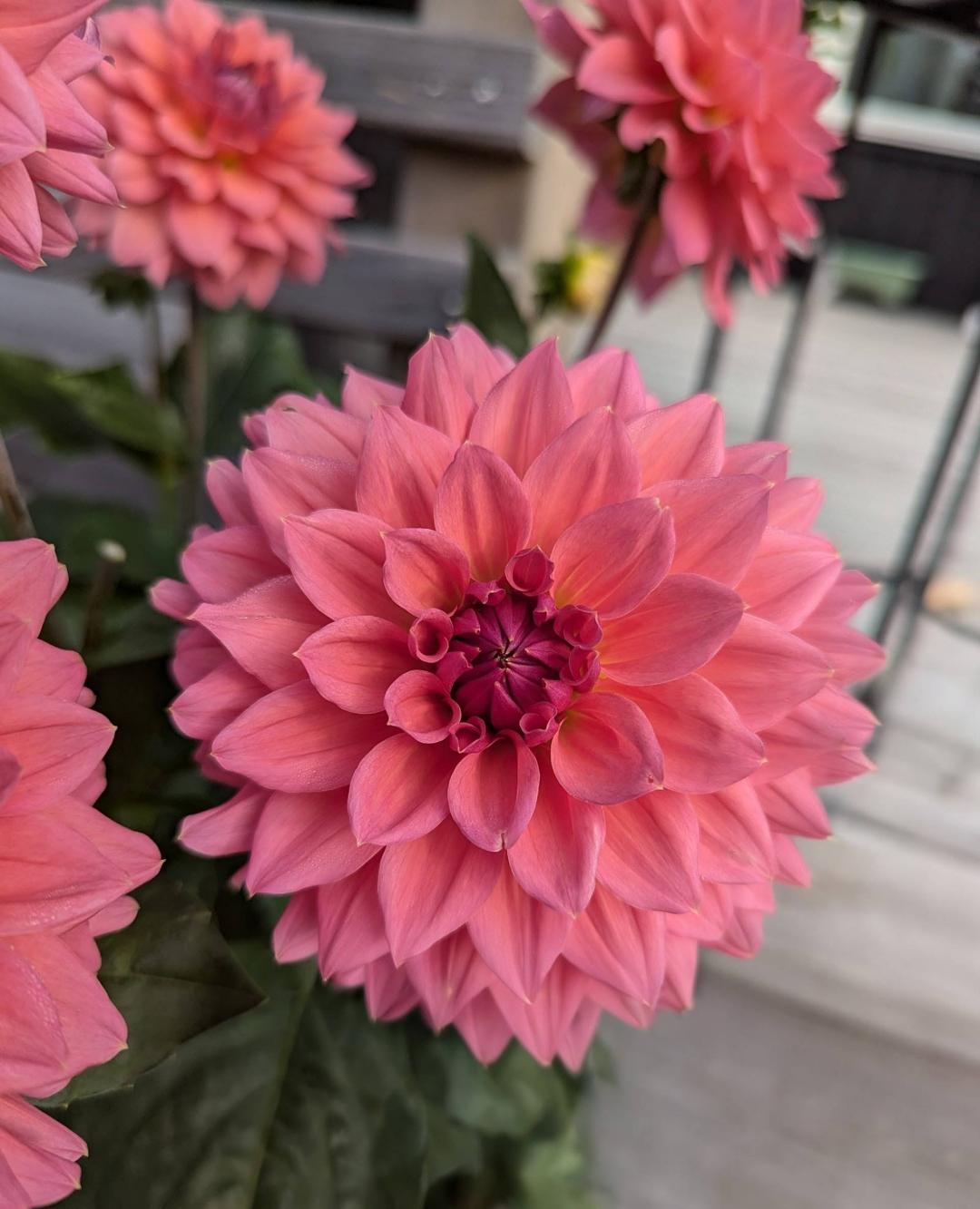 Oh!Garden - Dahlia Anne Claire