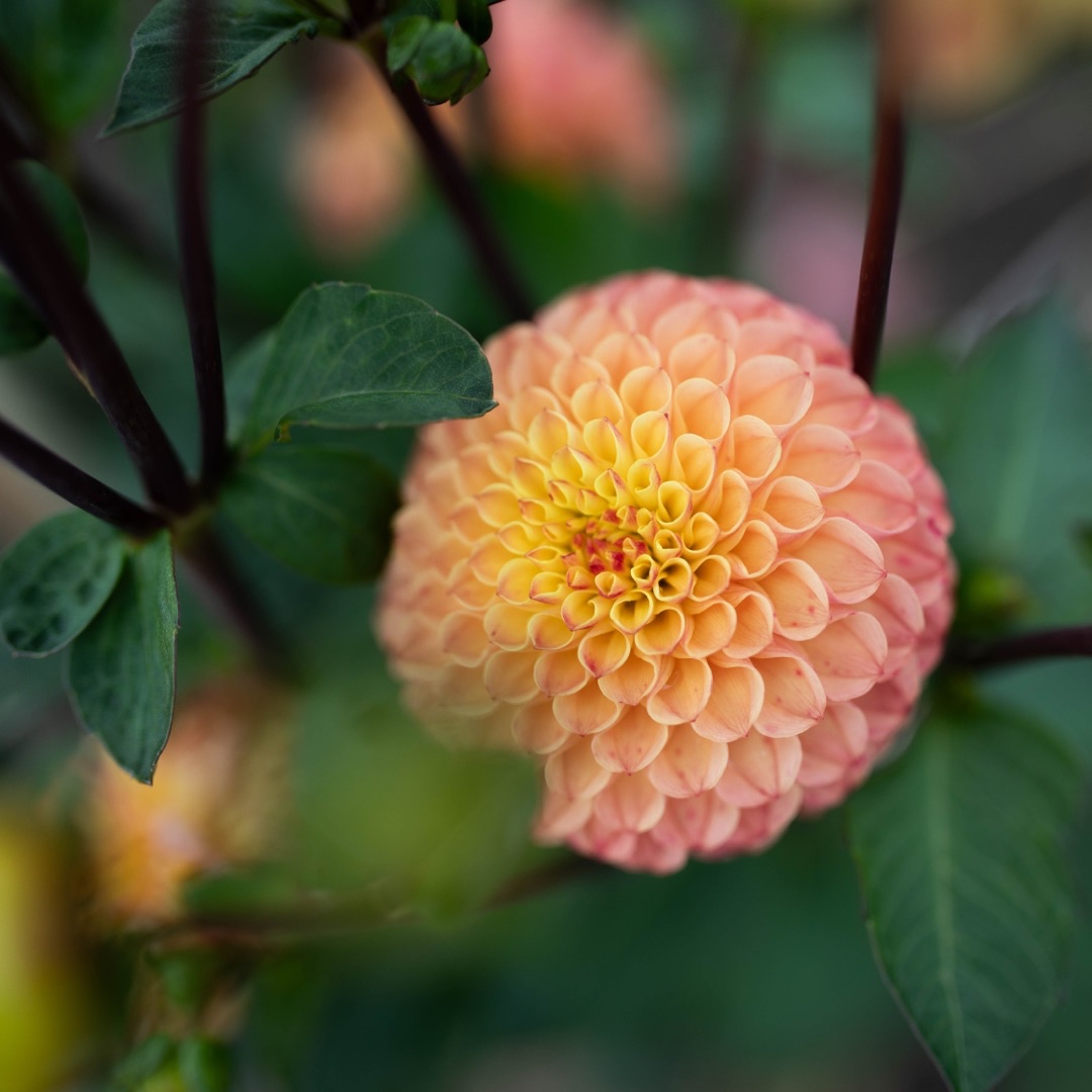Oh!Garden - Dahlia Jodie Wilkinson