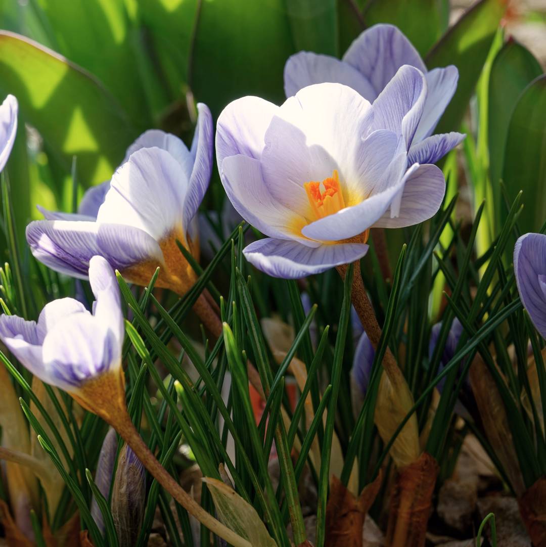 Oh!Garden - Krokus Blue Marlin