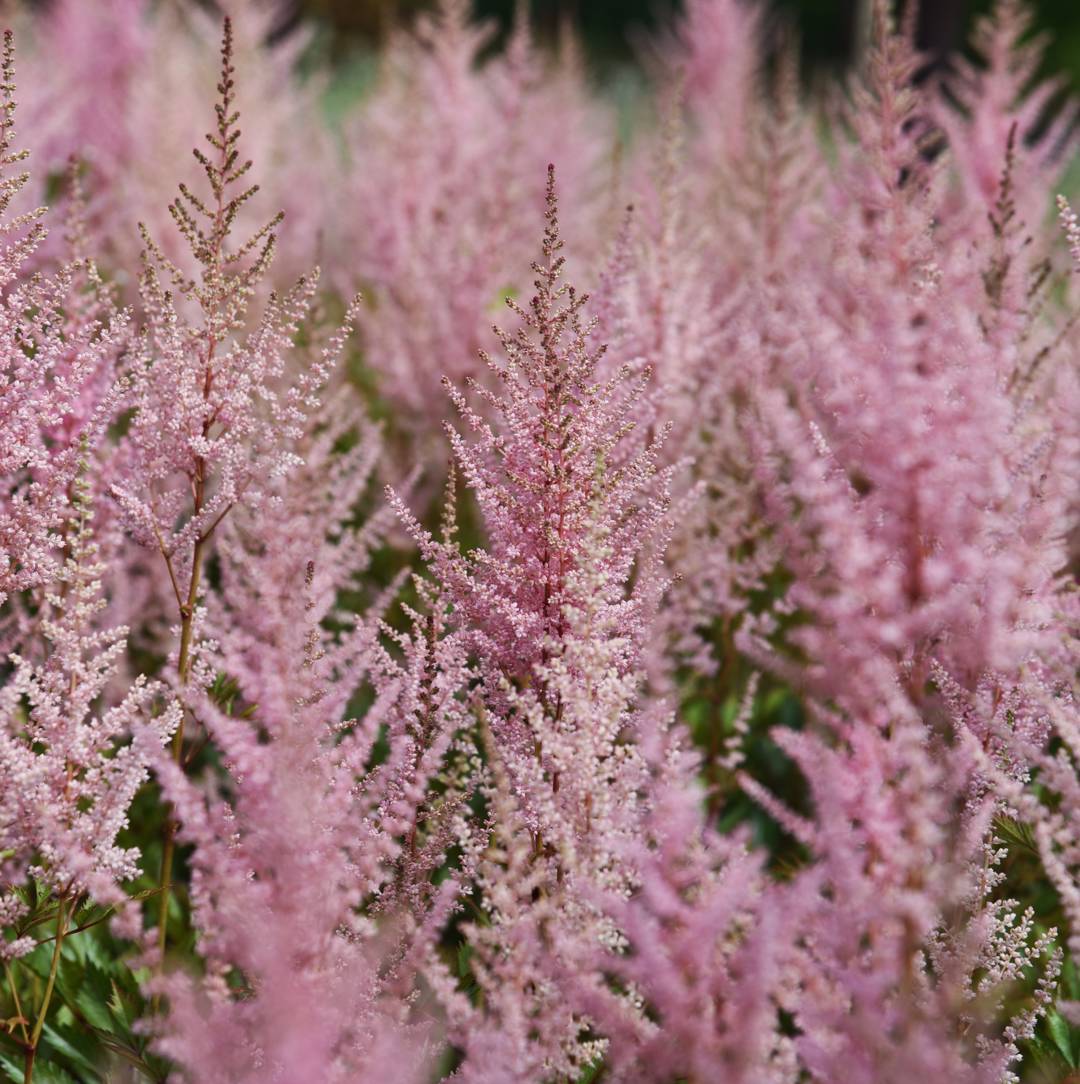 Oh!Garden - Astilbe Color Flash