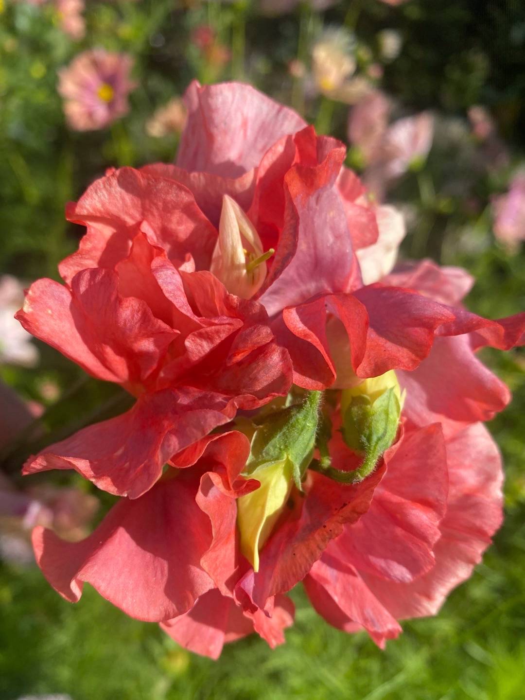 Oh!Garden - Luktärt Kings Ransom