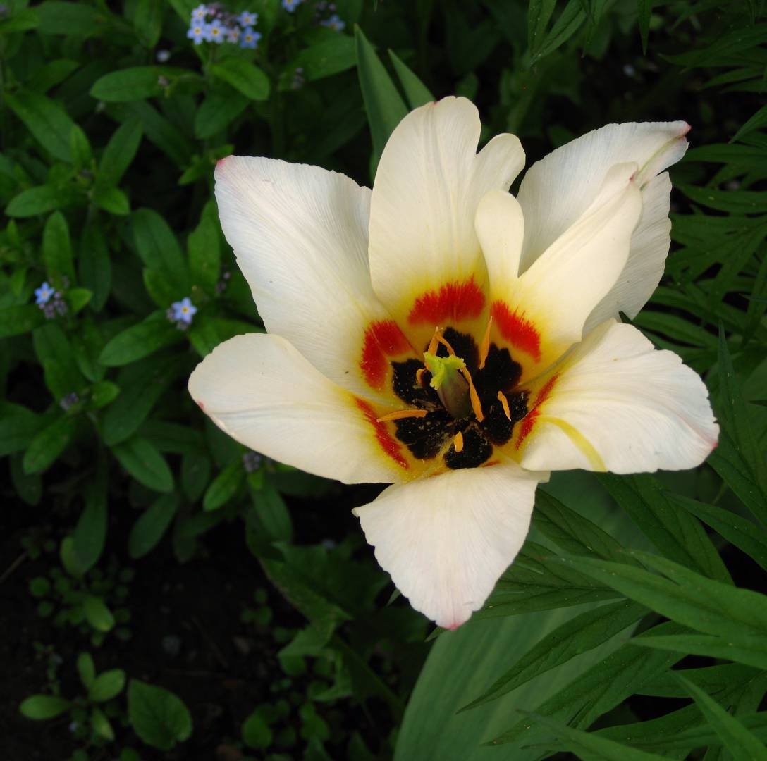 Oh!Garden - Tulpan Albion Star