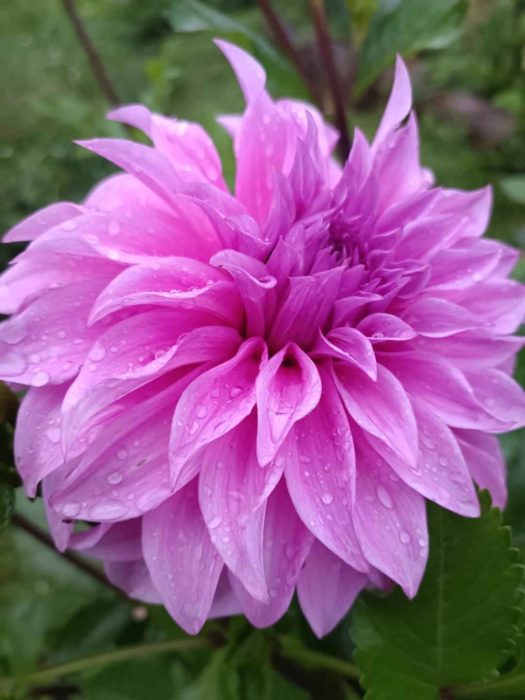 Oh!Garden - Dahlia Vassio Meggos