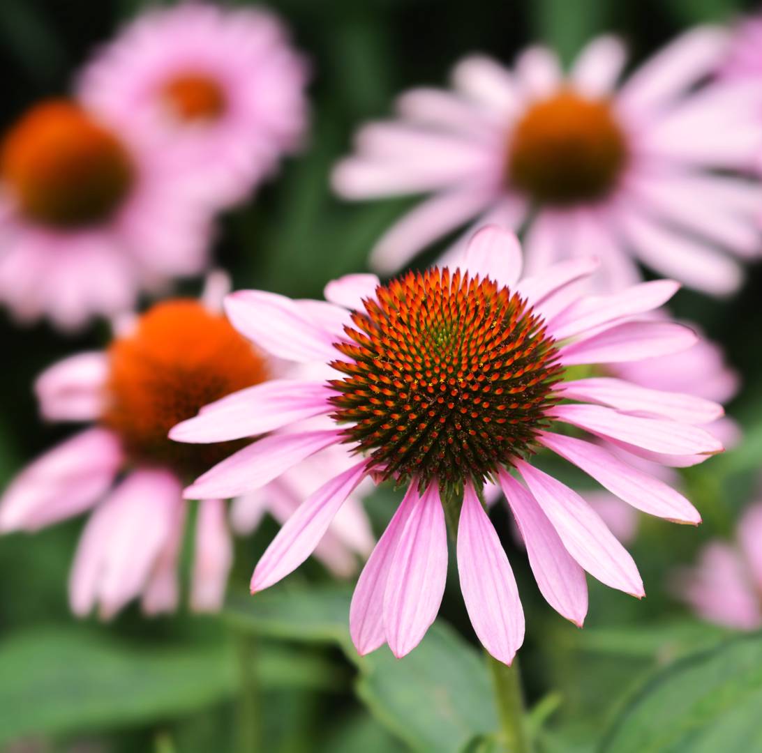 Oh!Garden - Röd Solhatt Rubinstern