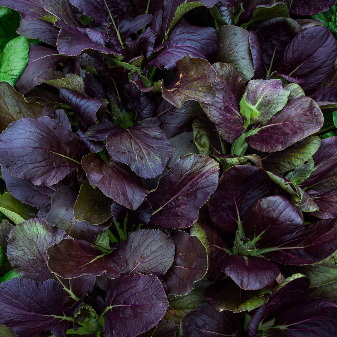 Oh!Garden - Pak Choi Red Choi