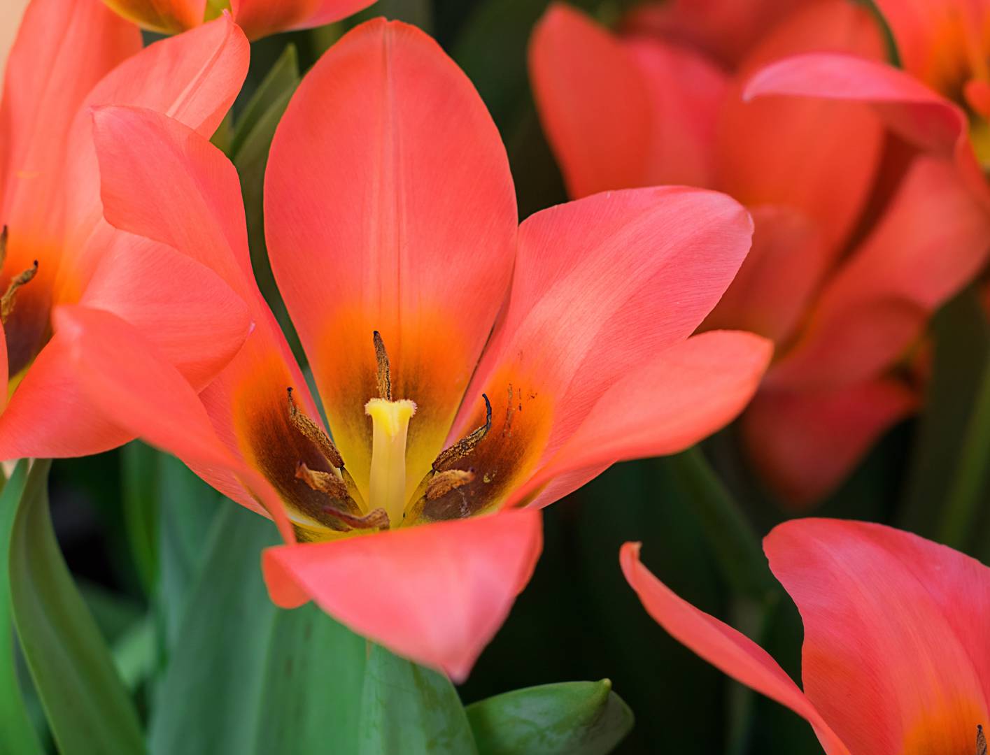 Oh!Garden - Tulpan Toronto
