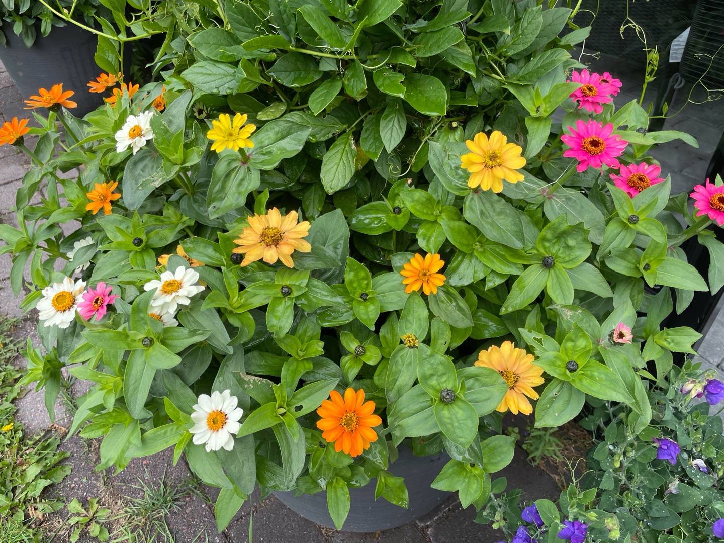 Oh!Garden - Zinnia Pinwheel