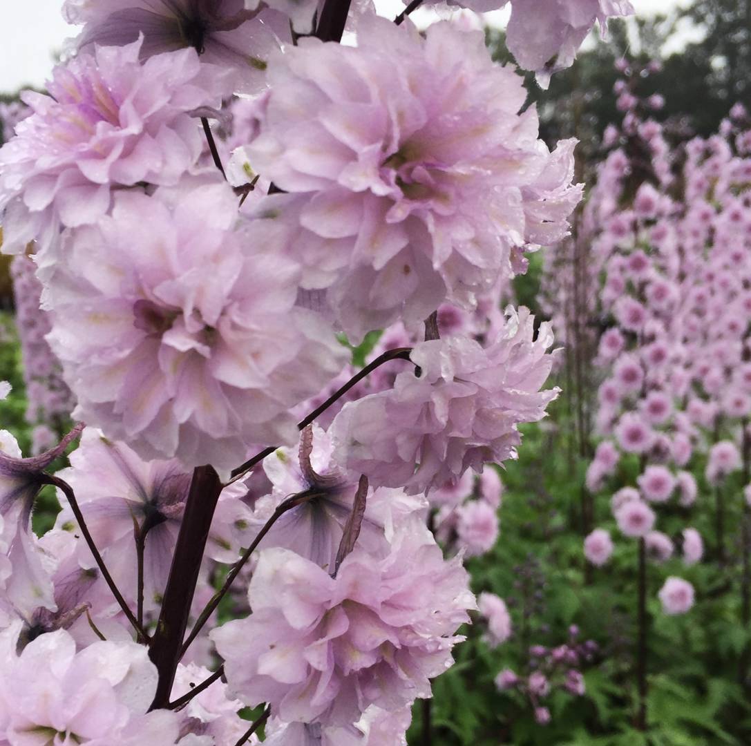 Oh!Garden - Trädgårdsriddarsporre Highlander Cha-Cha