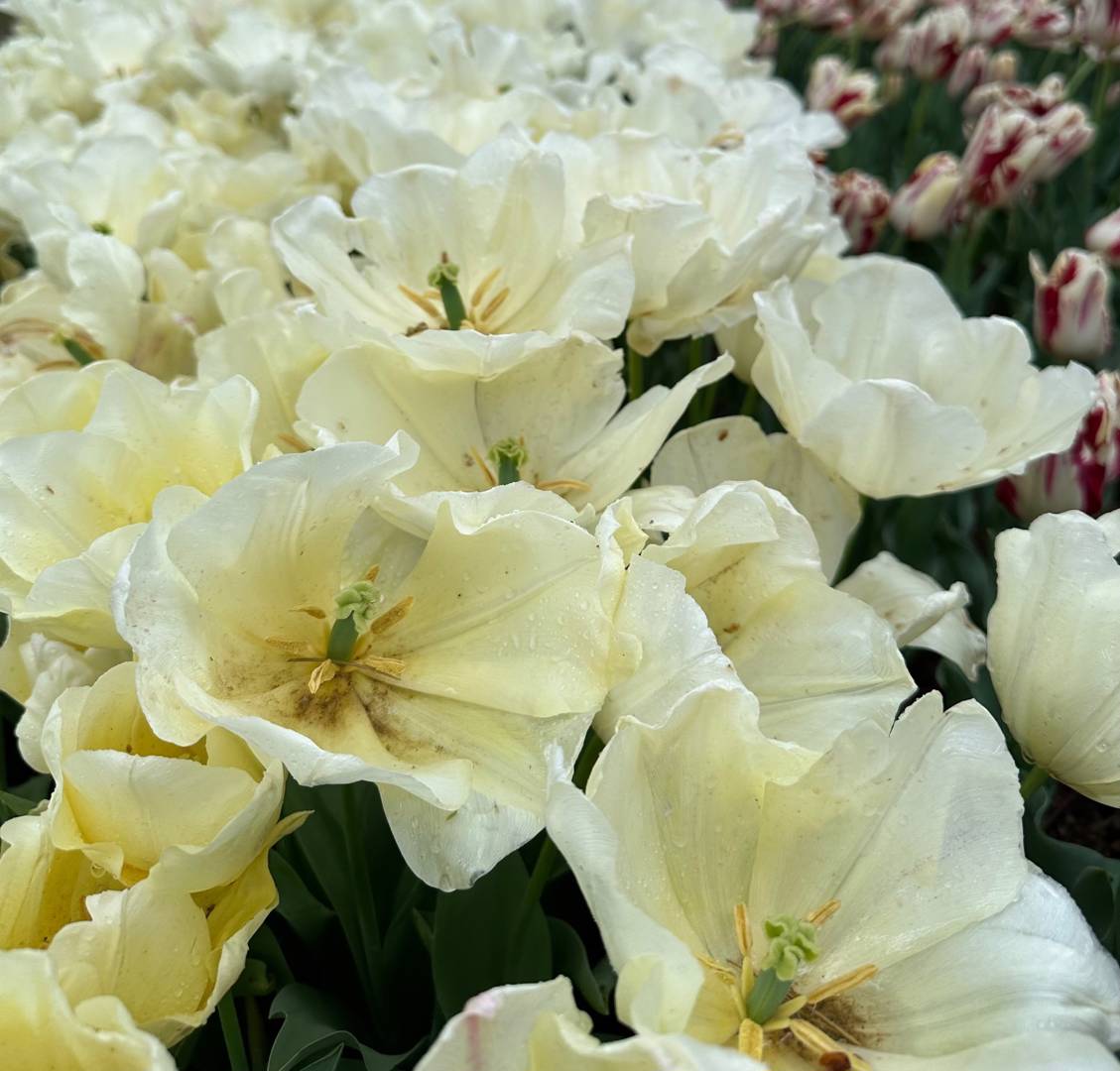 Oh!Garden - Tulpan Angels Wish