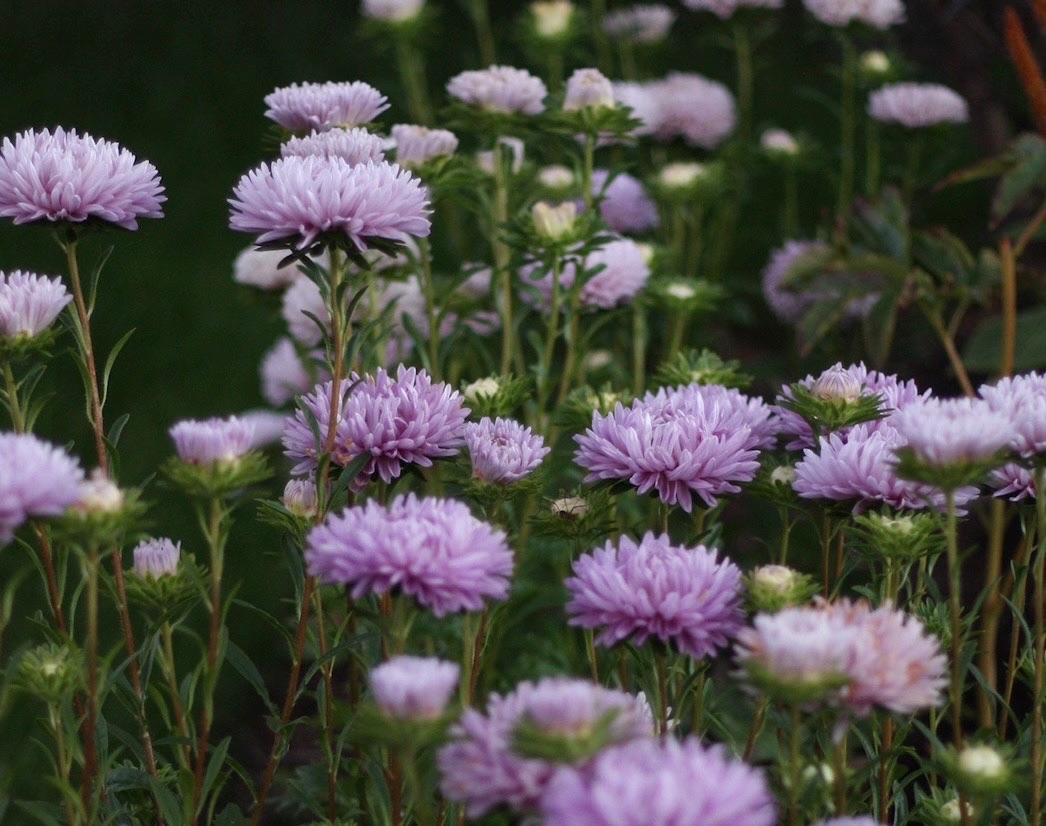 Oh!Garden - Sommaraster Lilac Mist