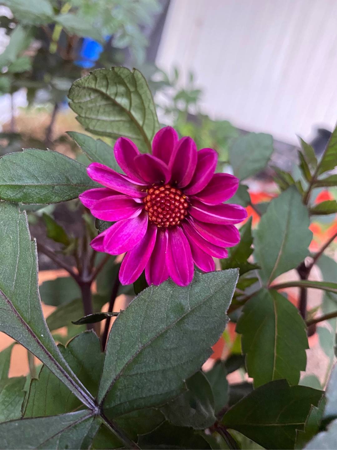 Oh!Garden - Dahlia Braveheart